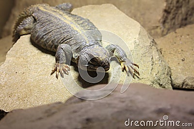 Common Chuckwalla Stock Image | CartoonDealer.com #22492087