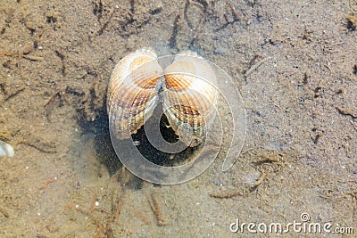 Common Cockle, Cerastoderma Edule, Underwater In Shallow Water A ...