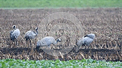 Common Cranes or Eurasian Cranes Grus Grus Birds Feeding in Corn Fields ...