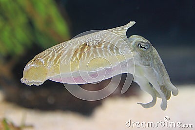 Common Cuttlefish Royalty Free Stock Photos - Image: 28772288