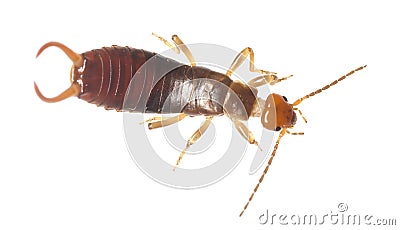 Silverfish stock photo. Image of areas, shine, lurk, moist - 28984738