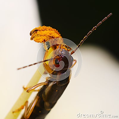 Common Earwig (Forficula Auricularia) Eating Pollen Royalty-Free Stock ...