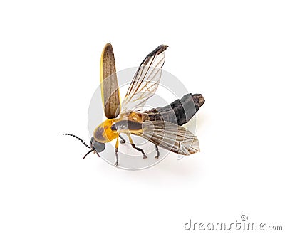 Common Eastern Firefly Or Big Dipper Firefly - Photinus Pyralis Wings ...