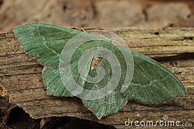 Common Emerald Moth. Stock Image | CartoonDealer.com #32358229