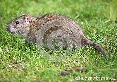 Common Grey Rat. Royalty Free Stock Photo - Image: 8858585