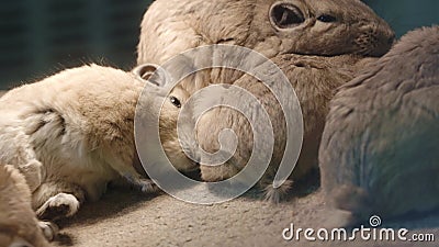Common Gundi, Ctenodactylus Gundi Stock Video - Video of desert, beige ...