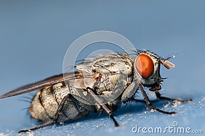 A Fly,close Up, Macro, Big Fly, Monster Insect, Front View Stock Photo ...