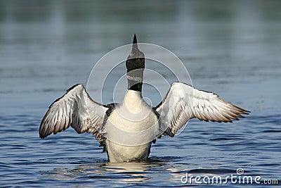 Common Loon Wing Stretch Royalty Free Stock Image - Image: 32471356