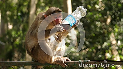 A Common Macaque Monkey Drinking Soda From A Plastic Bottle Stock Video ...
