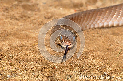 Common Rat Snake Stock Photo - Image: 9289130