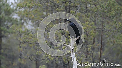 Common Raven on tree stock footage. Video of corax, ornithology - 35318496