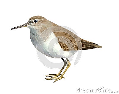 Common Sandpiper Royalty-Free Cartoon | CartoonDealer.com #58345691