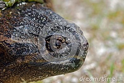 Common Snapping Turtle Stock Photography | CartoonDealer.com #19646792