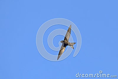 Common Swift Apus Apus. Stock Photography | CartoonDealer.com #173886104