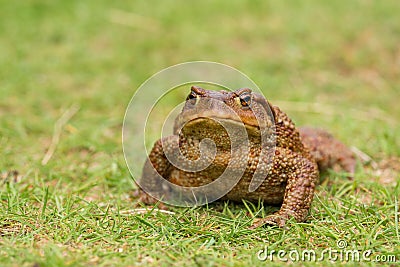 Common Toad With Landscape Stock Photography | CartoonDealer.com #92894360