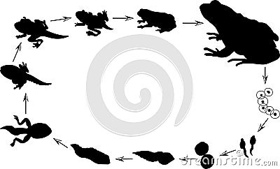 Complete Frog Metamorphosis Vector Shape | CartoonDealer.com #304879899