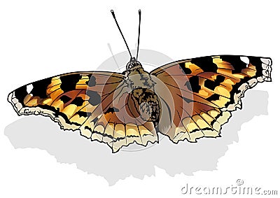 Compton Tortoiseshell Butterfly Cartoon Vector | CartoonDealer.com ...
