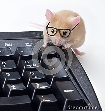 Computer-Maus Lizenzfreie Stockfotos - Bild: 16819908