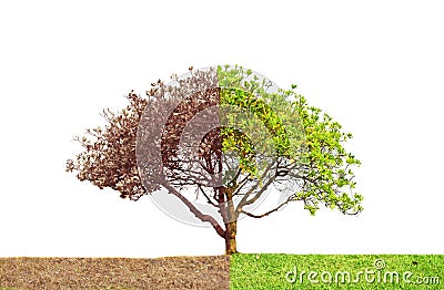 Concept Of Doubleness. Dead Tree On One Side And Living Tree On The ...