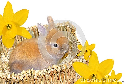 Conejo Amarillo Foto de archivo - Imagen: 18323290