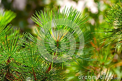 Conifer Evergreen Tree Stock Photos - Image: 28843843