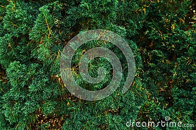 Conifer Tree Background Leaf Background, Green Pine Tree Leave Stock ...