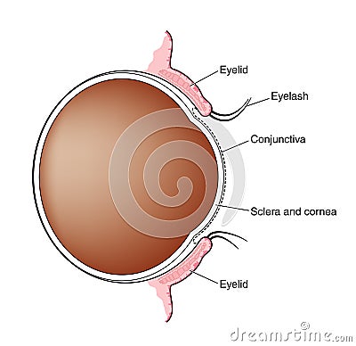 Conjunctiva Of The Eye Cartoon Vector | CartoonDealer.com #13748737