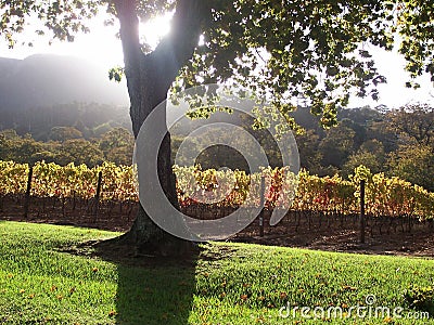 Constantia Cape Vineyard Sunset Royalty Free Stock Image - Image: 2377586