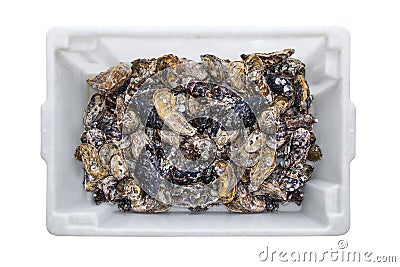 Container With Oyster Shells Royalty-Free Stock Photography ...