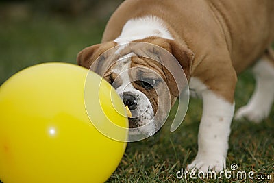 374 Canny Photos - Free & Royalty-Free Stock Photos from Dreamstime