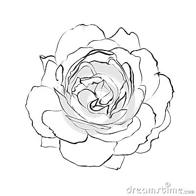 Contour Of Rose. Stock Images - Image: 35400864