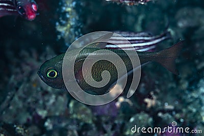Copper Sweeper Pempheris Oualensis Royalty-Free Stock Photo ...
