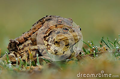 Copulation Royalty Free Stock Images - Image: 24028309