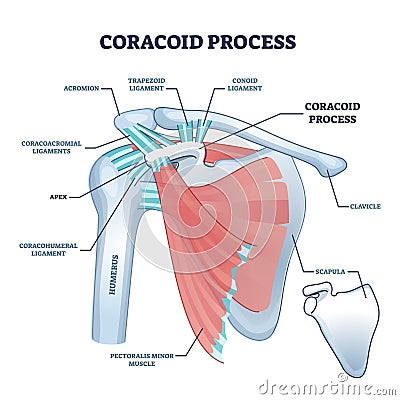 Coracoid Process With Anatomical Osseous Skeletal Structure Outline ...