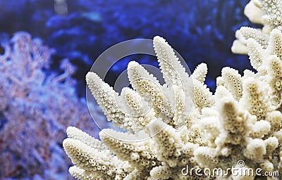 Coral Of Deep Sea Royalty Free Stock Photo - Image: 10499035