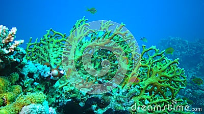Coral Fish Hiding among the Branches of the Millepora Hydroid on a ...