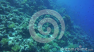 Coral reef: drop off stock footage. Video of caribbean - 174493300