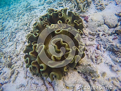 Corals At Maldives . Indian Ocean Plants Stock Photo - Image: 49094804