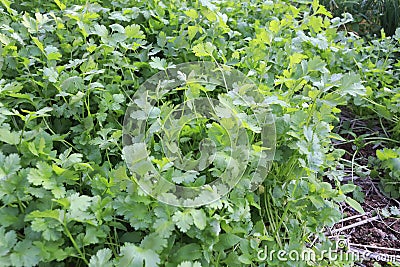 Coriander Field Stock Photo - Image: 40347417