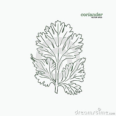Coriander Vector Hand Drawn Illustration Set. | CartoonDealer.com ...