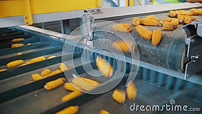 Corn. Close-up. Corn Seeds Production. Corn Processing Factory. an ...