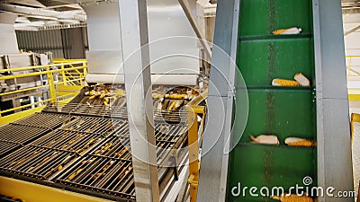 Corn. Corn Processing Factory. Automated Process of Cleaning Corn Cobs ...