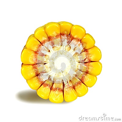Corn Cross Section Isolated On White Stock Photo | CartoonDealer.com ...