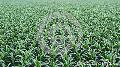 Corn Field from a Bird S Eye View, Rows of Corn, Growing Crops in ...