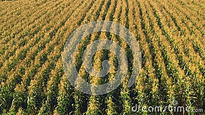 Corn Field Blowing in the Wind - Static Long Shot Stock Footage - Video ...