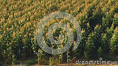 Corn Field Blowing in the Wind - Static Medium Long Shot Stock Video ...
