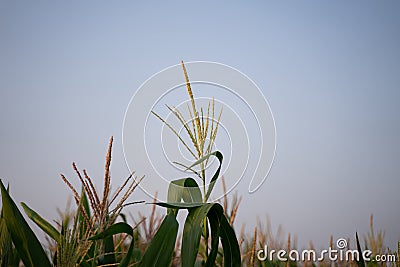 Corn Fields In The Fog Fill The Morning Sky Royalty-Free Stock Photo ...