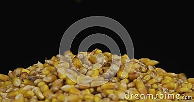 Corn Grains Fall Onto the Rotating Grain Pile. Falling Grain in the ...