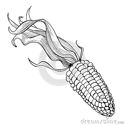 Corn Hand Drawn Vector Illustration Set. Isolated On White Engraved ...