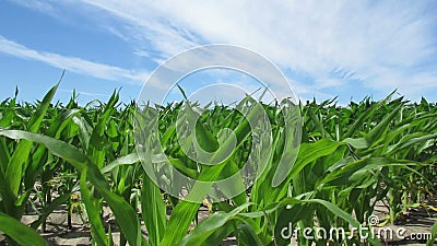 Corn Plants Blowing in the Wind Stock Footage - Video of blue, corn ...